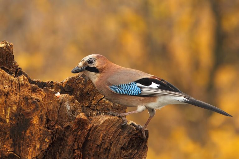 Een Vlaamse gaai in de tuin? Dit is wat je moet weten