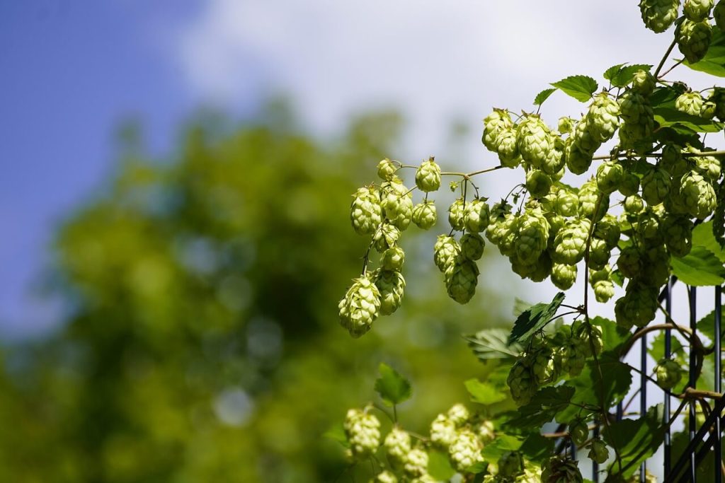 Hopplant in de tuin | Voor- en nadelen hop plant