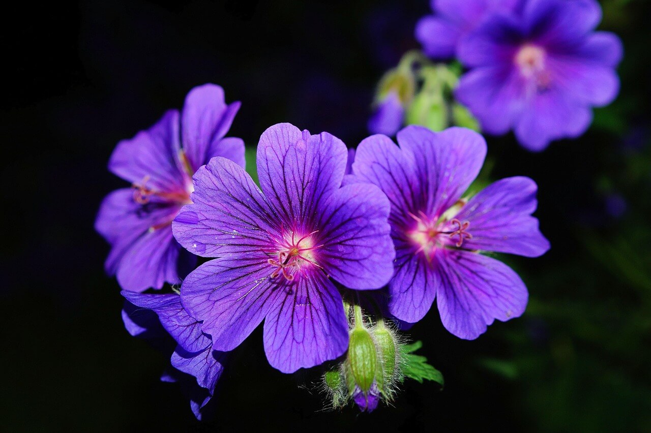 Paarse bloemen en paarse planten voor in de tuin