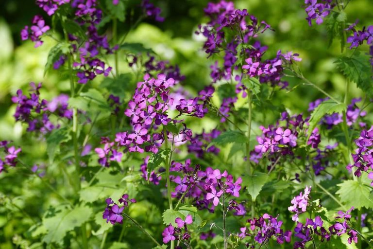 Paarse bloemen en paarse planten voor in de tuin
