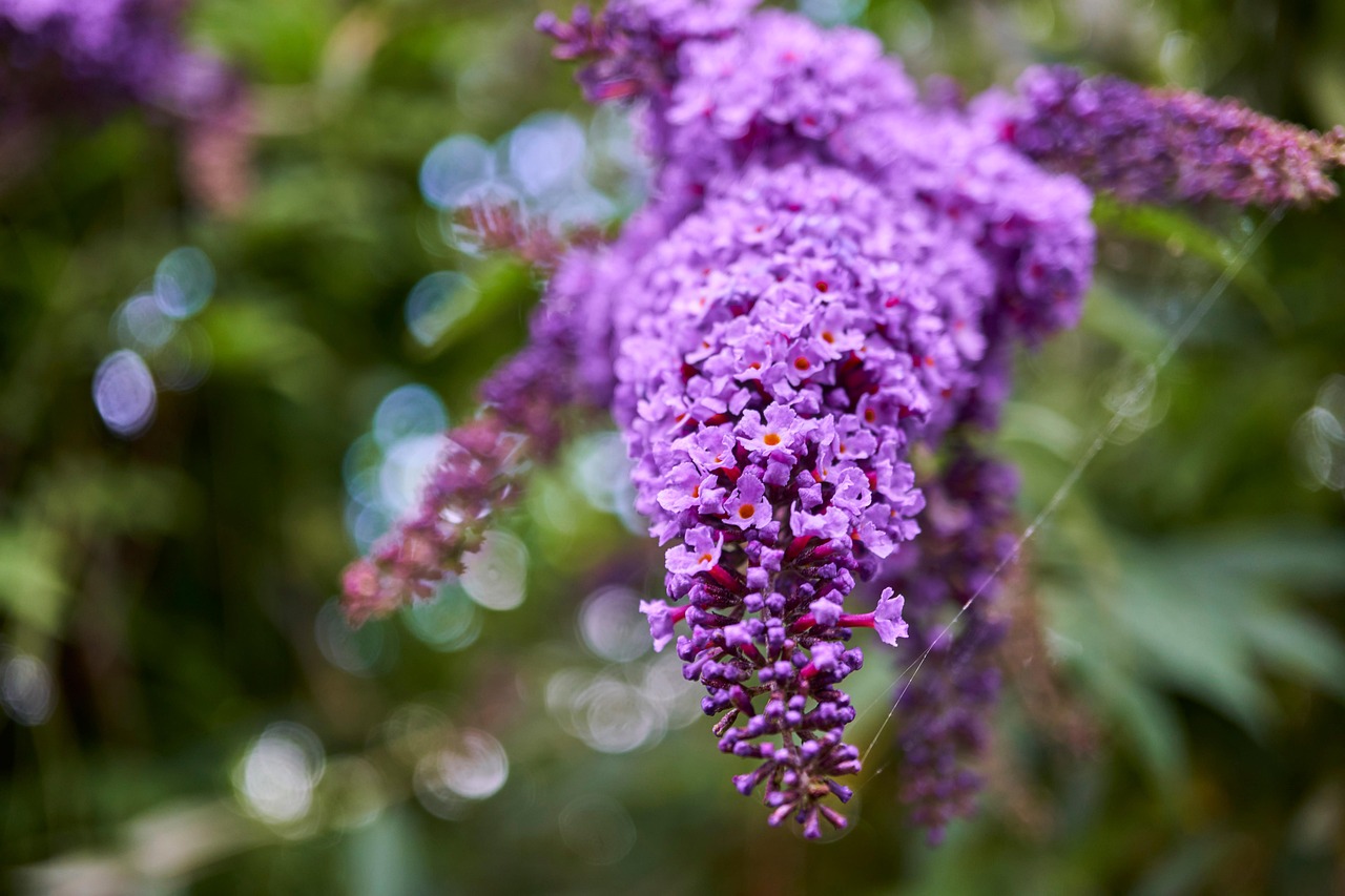 Paarse bloemen en paarse planten voor in de tuin