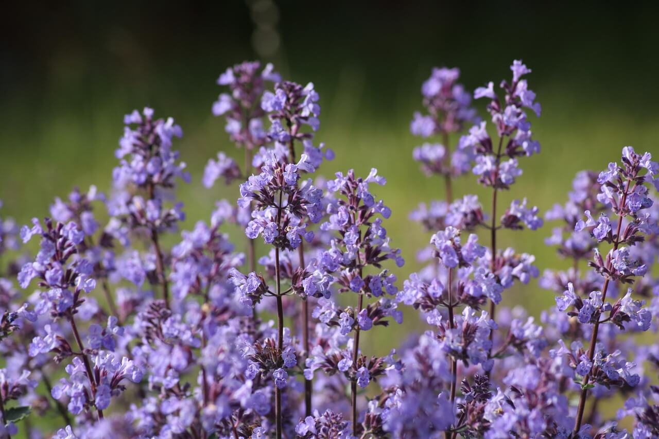 Paarse bloemen en paarse planten voor in de tuin