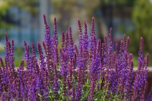 Paarse bloemen en paarse planten voor in de tuin