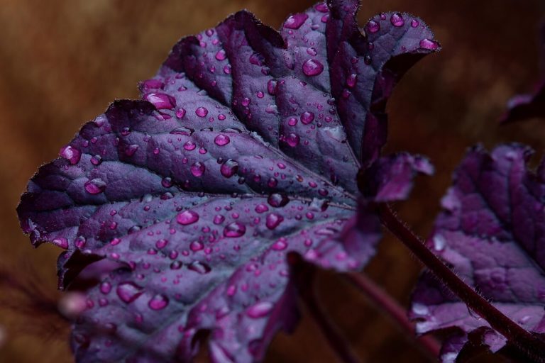 Paarse bloemen en paarse planten voor in de tuin