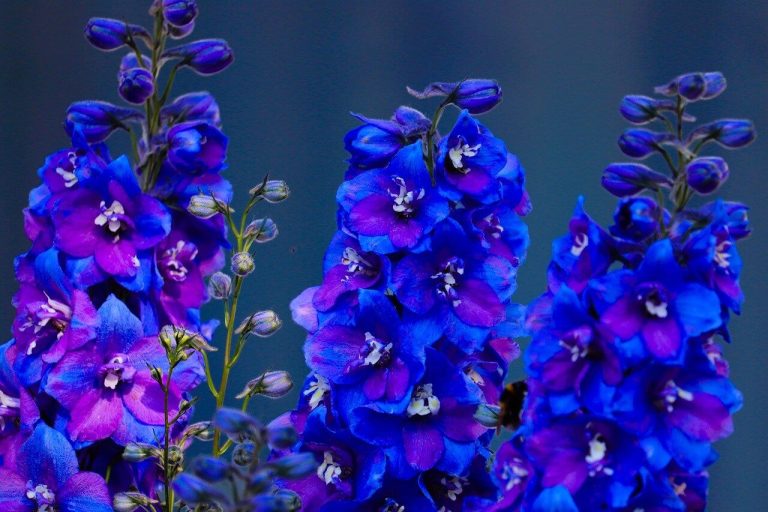 Paarse bloemen en paarse planten voor in de tuin