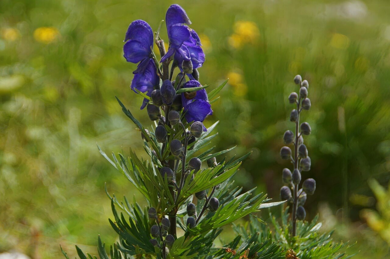Paarse bloemen en paarse planten voor in de tuin